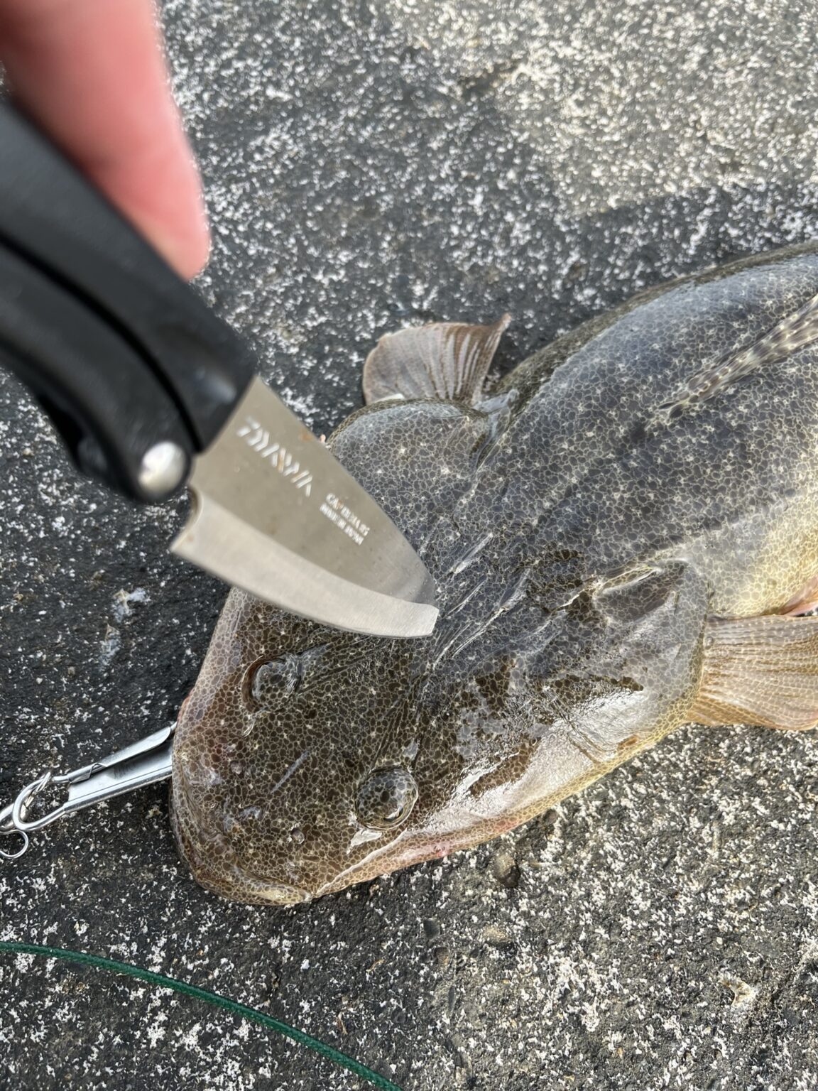 マゴチが釣れたら？美味しく食べるための、締め方・血抜きの方法をわかりやすく解説！ - LURE LABO（ルアらぼ）