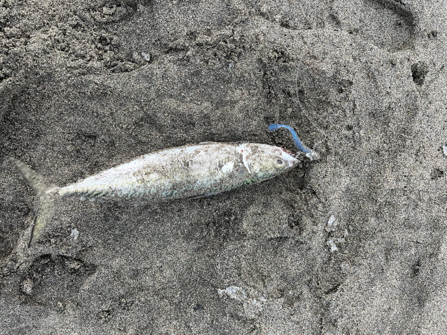 コアマン「VJ」はシーバス・青物・ヒラメ全部OK！おすすめカラーや使い方を紹介 - LURE LABO（ルアらぼ）